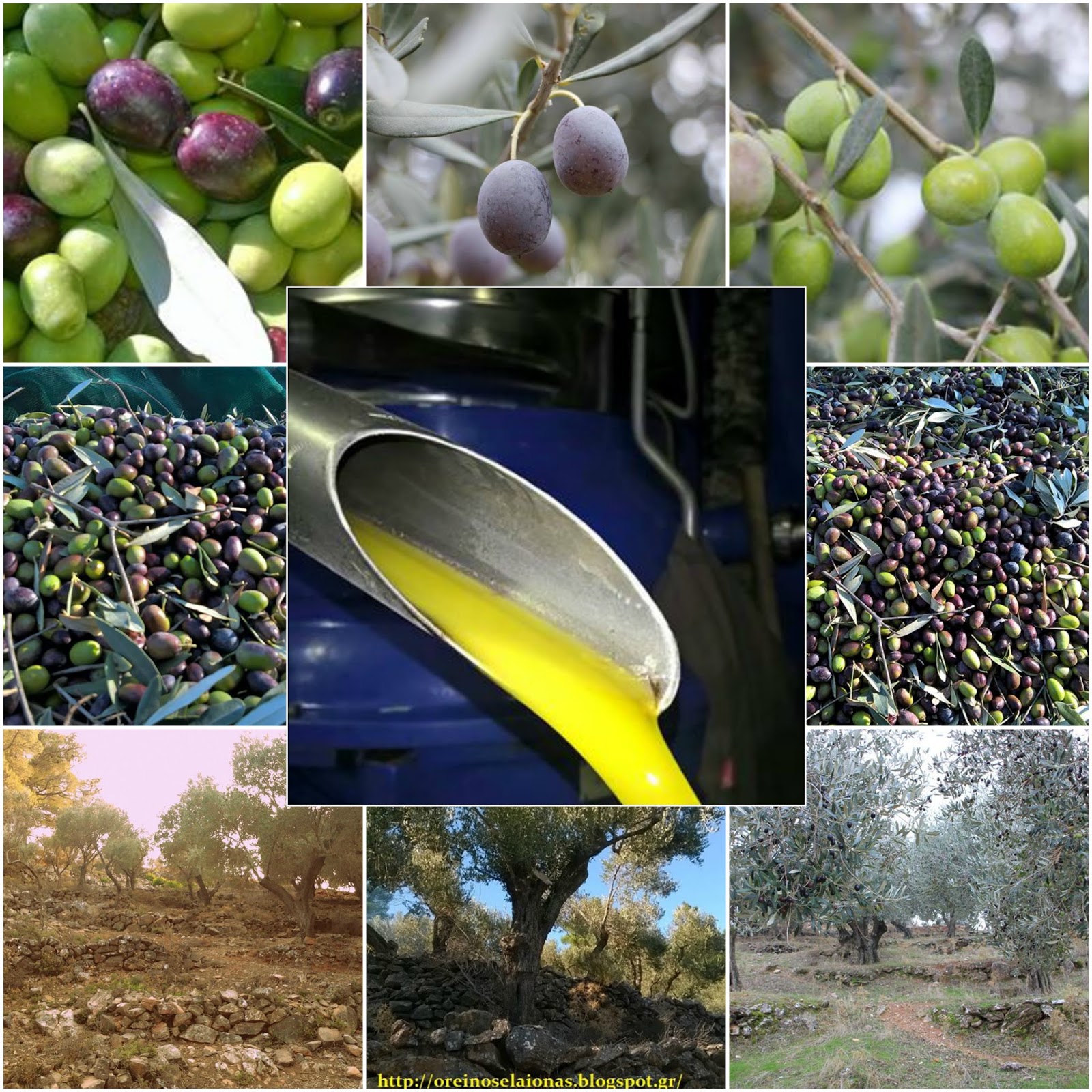 ΟΡΕΙΝΟΣ ΕΛΑΙΩΝΑΣ - ΕΞΑΙΡΕΤΙΚΟ ΠΑΡΘΕΝΟ ΕΛΑΙΟΛΑΔΟ ΜΥΤΙΛΗΝΗΣ