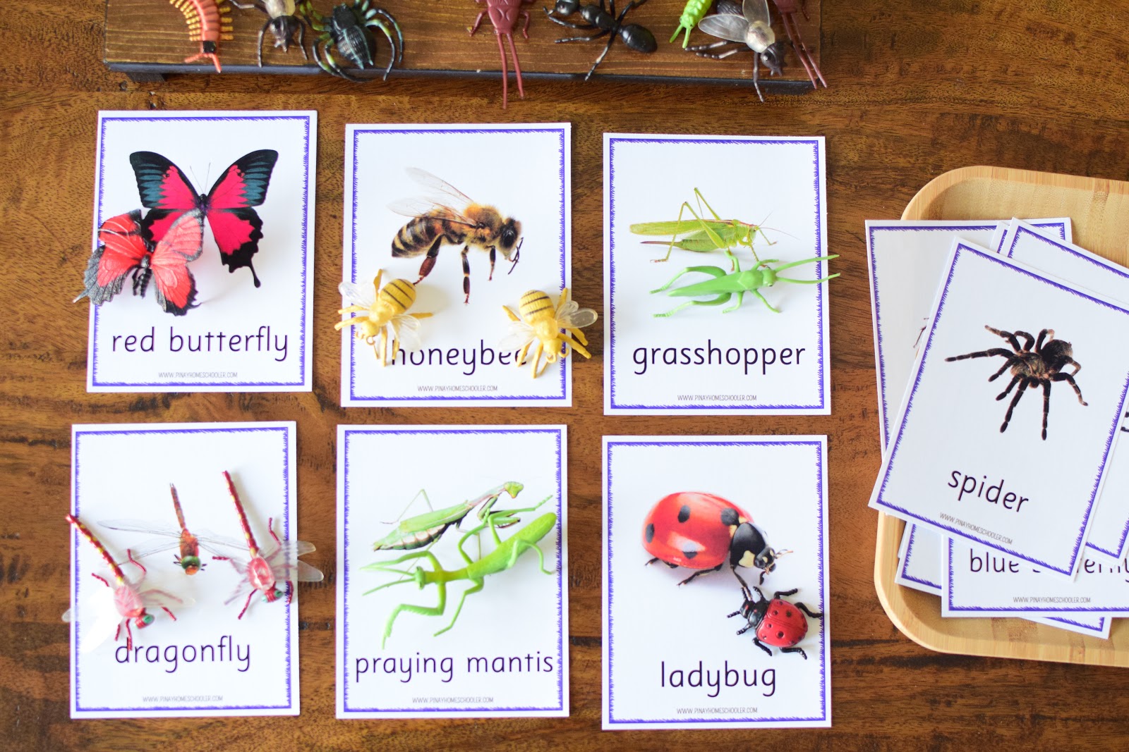 Insect Themed Lesson Plans for Kindergarten to First Grade | The Pinay ...