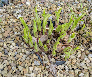 How to grow amazing Hostas - Feathers in the woods