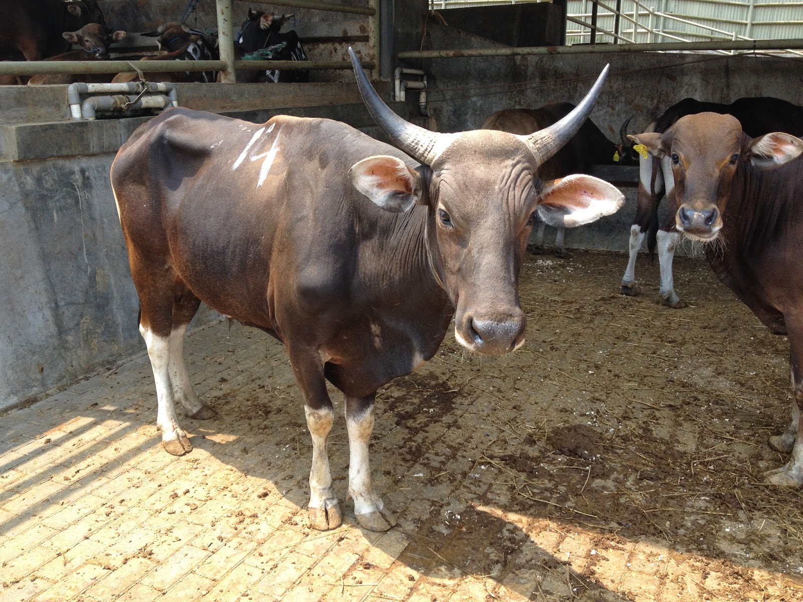 M Fachrisan Harahap: SAPI BALI KUPANG