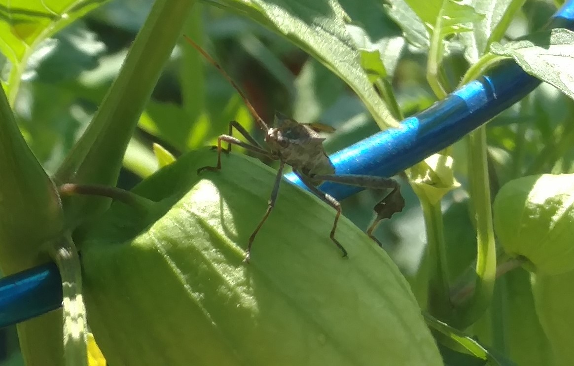 Sacramento Digs Gardening: These bugs like it hot