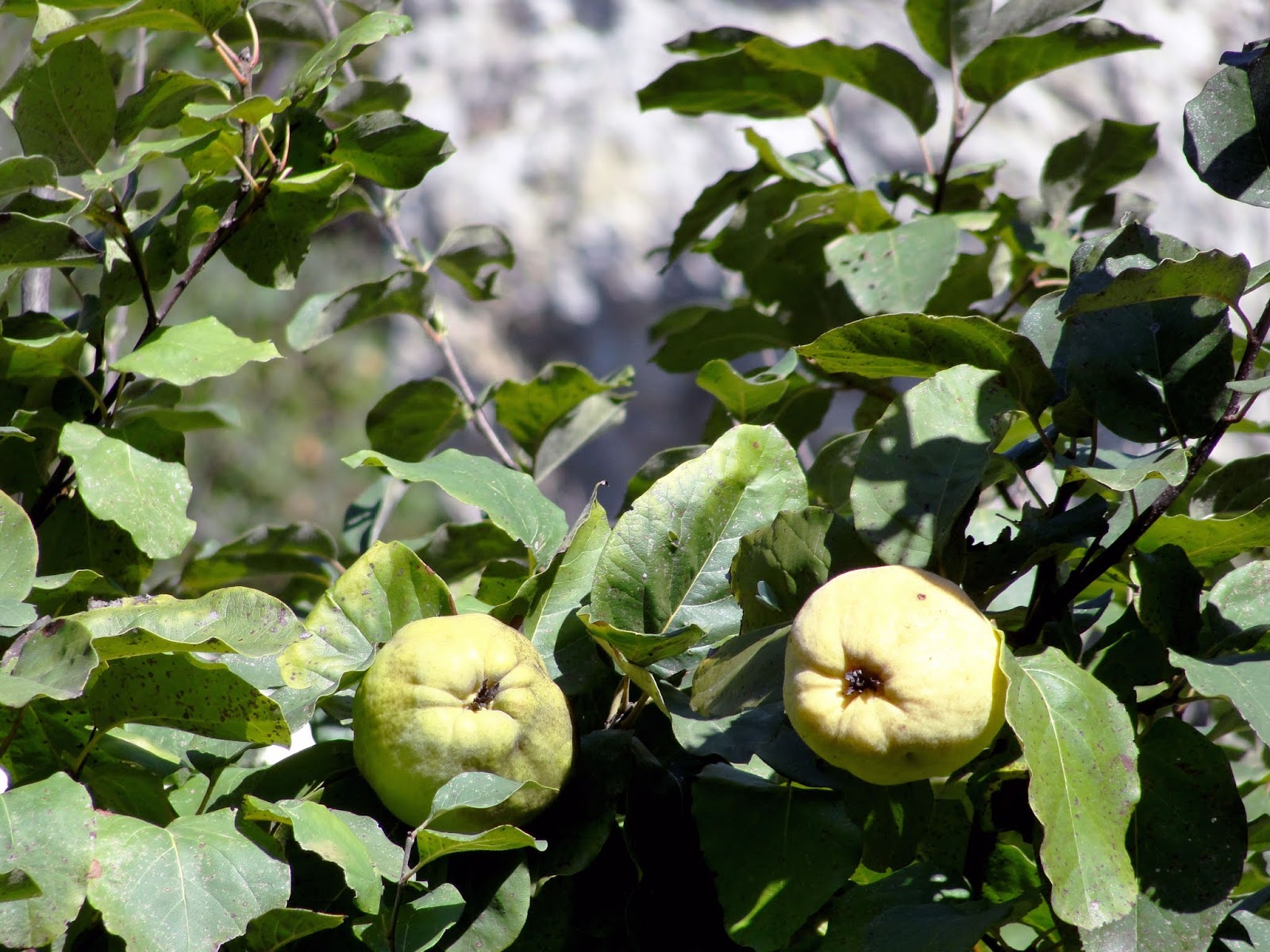 imatges de menorca: CODONYER (Cydonia oblonga Mill.) MENORCA