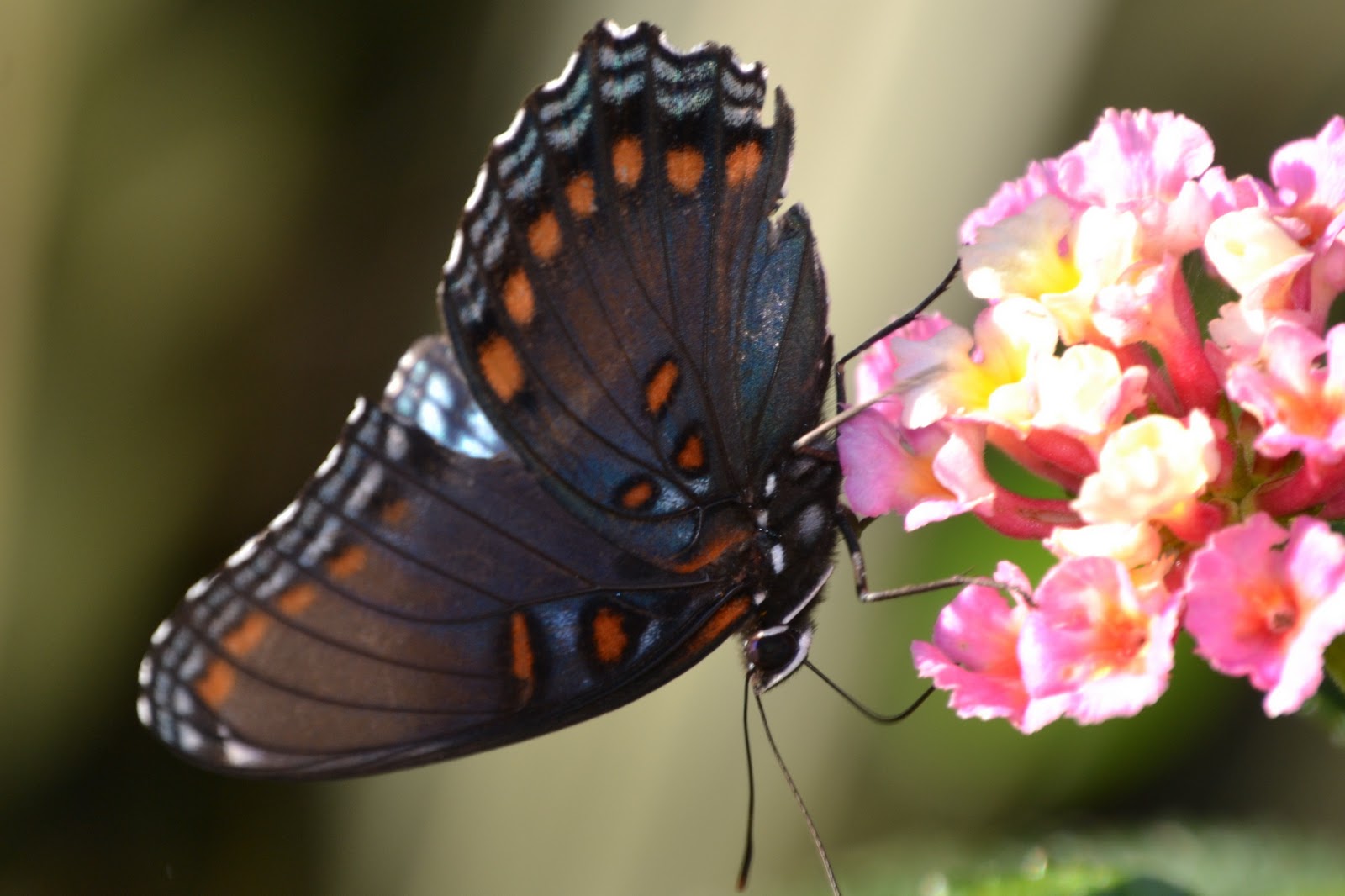 It's All About Purple: The Broken Butterfly