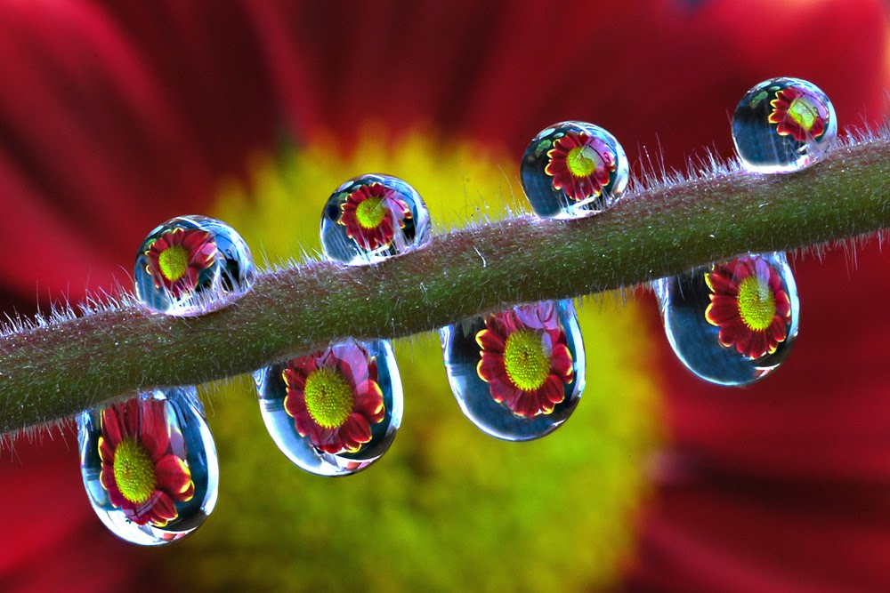 The Most Beautiful Water Drops Reflections