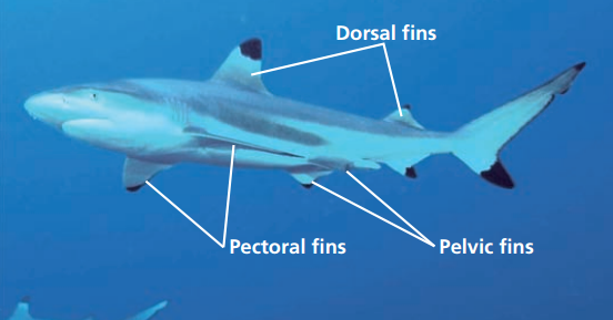 Morfologi dan Anatomi Squalus acanthias ~ Scientists Biology