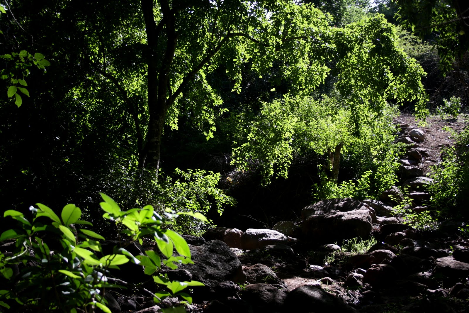 Tamilnadu Tourism: Javadi Hills, Thiruvannamalai