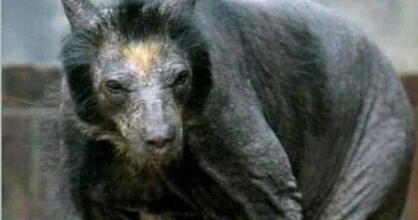 Flaming Zombie Monkeys