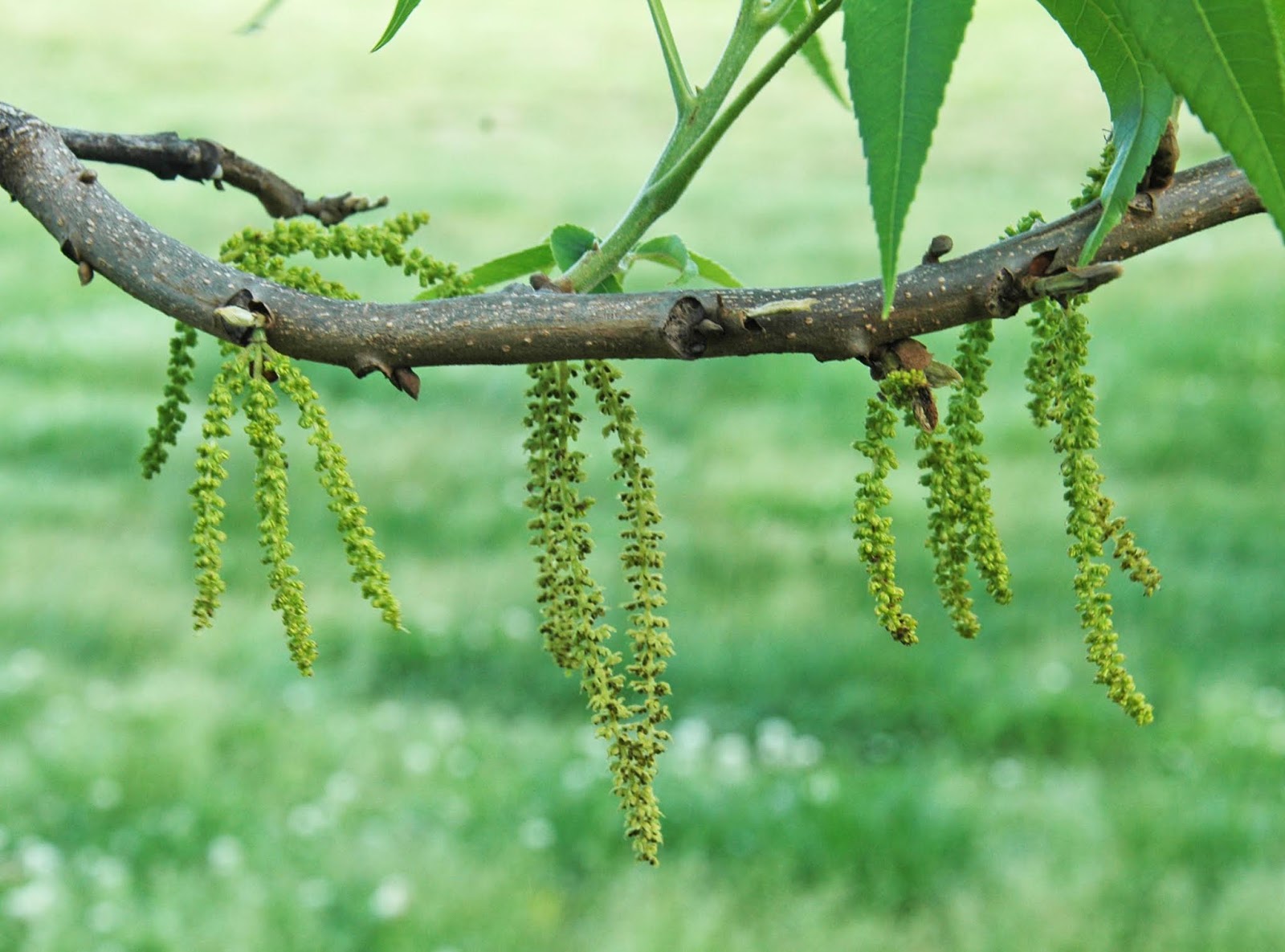 Northern Pecans: Pecan pollination season