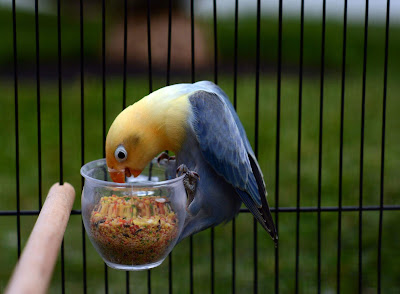 All About Split On Opaline Lovebird - Lovebird Breeding Tips And ...