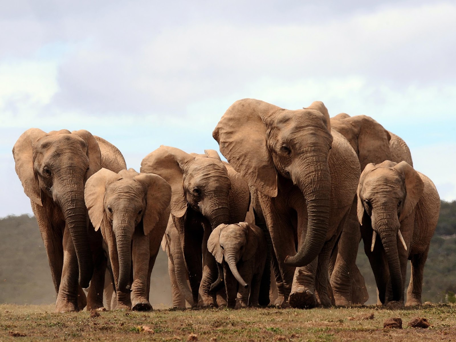Clancy Tucker s Blog 17 August 2017 INTERESTING FACTS ABOUT ELEPHANTS clancy-tucker-s-blog-17-august-2017-interesting-facts-about-elephants