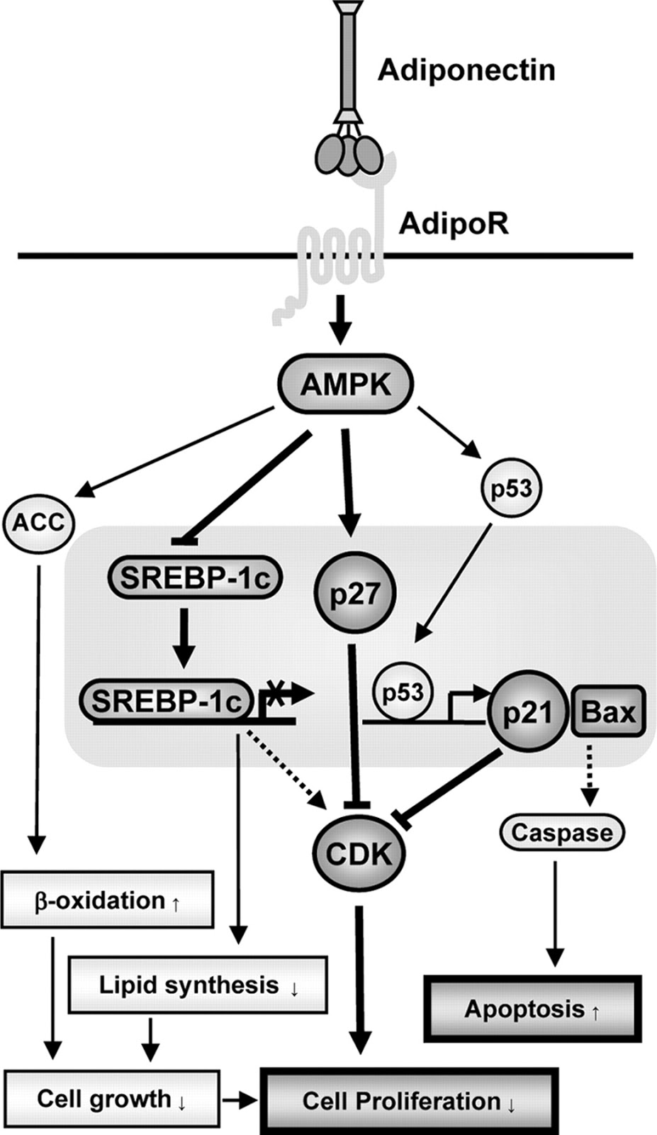 A Life challenge for all the Diabetics!!!: The Role of Adiponectin and ...