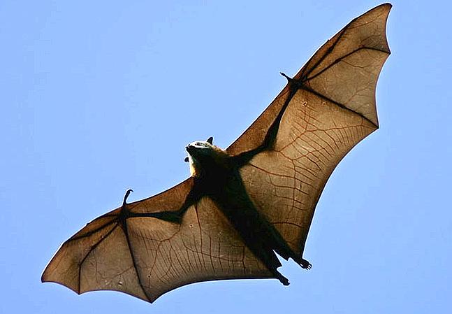 Mamíferos: Quirópteros