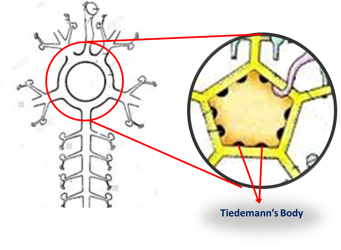 Water Vascular or Ambulacral System of Star Fish ; Asterias