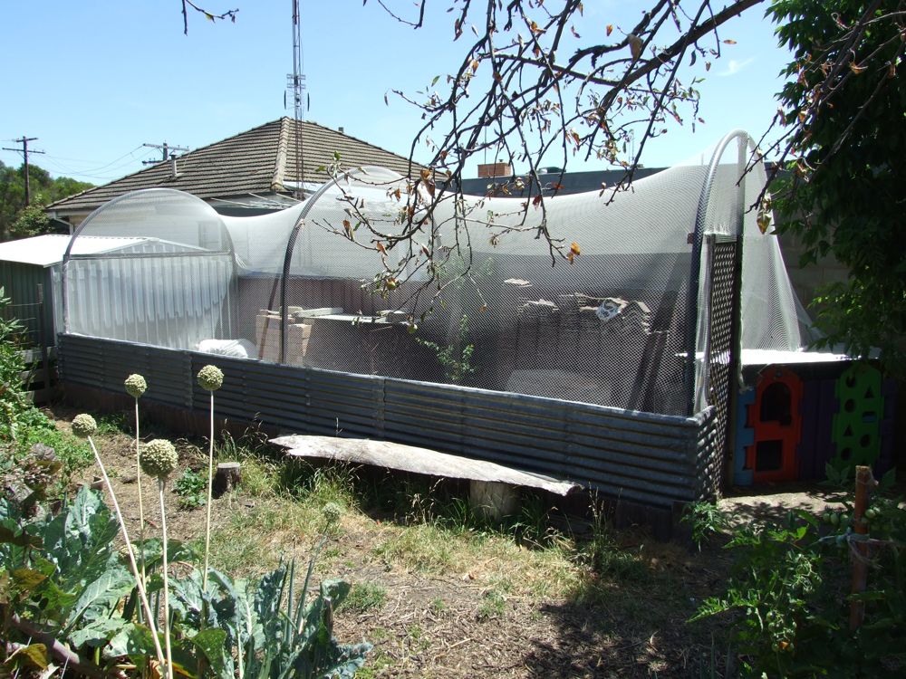 Our netted chook run and future orchard