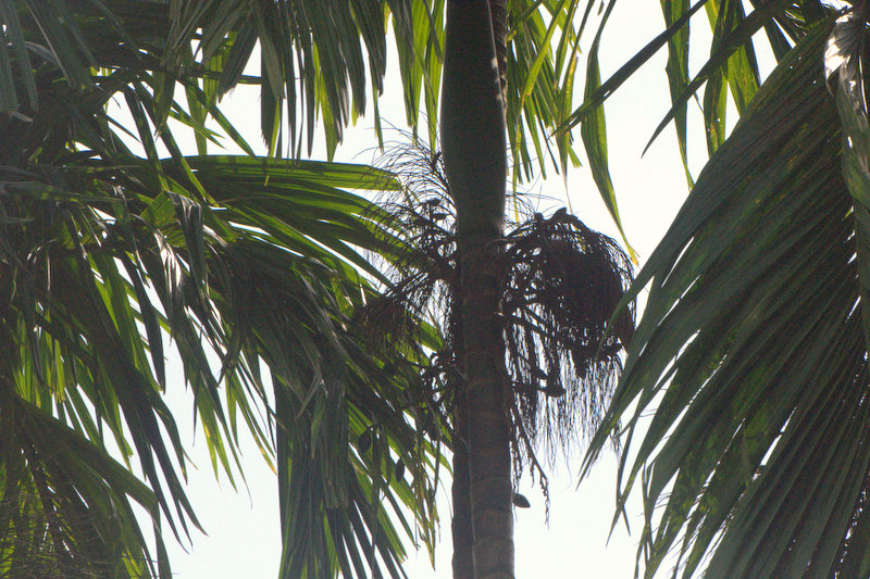 Images of Sri Lanka on blogspot.com: 'Gaduguda' and 'Arecanut ...