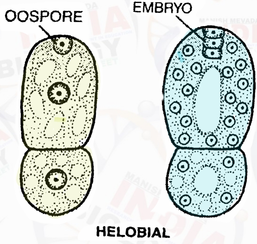 POST FERTILIZATION CHANGES - ENDOSPERM