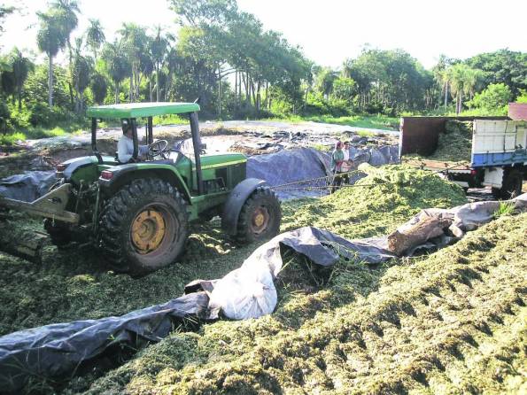 ENSILAJE EN PARAGUAY: Ensilaje - Concepto