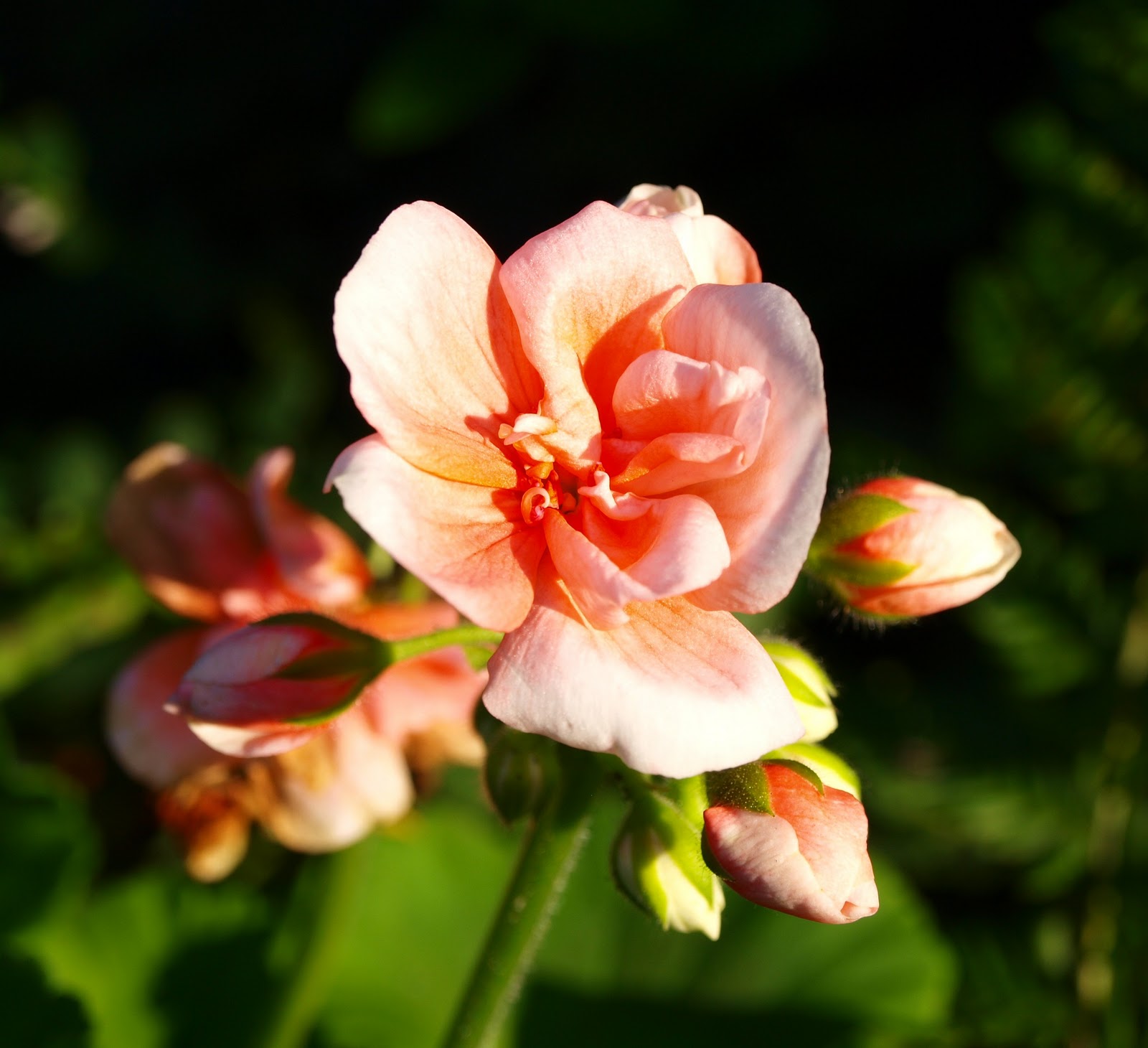 Mark's Veg Plot: Autumn evening sunlight