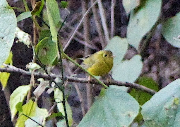 ISLBIRDER Bounces Back with Two Ticks