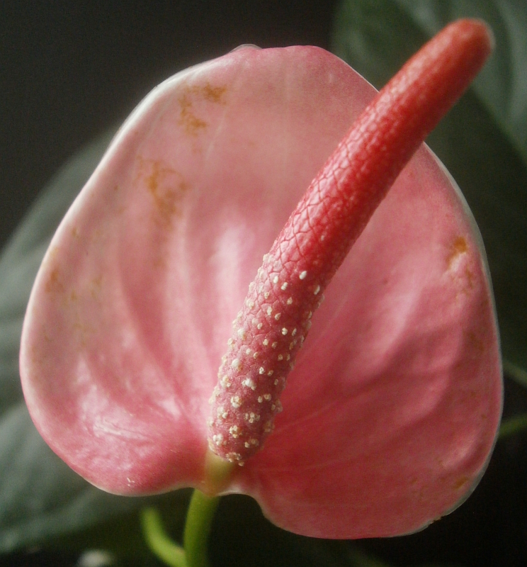 Plants are the Strangest People: Anthuriums 0000-0500