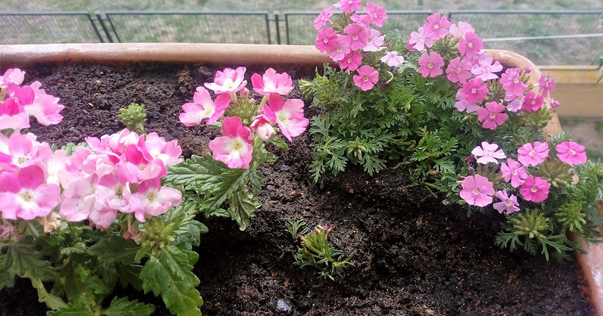 Biosfera vegetal.: Verbenas (Verbena repens Spreng. ex Steud. y Verbena ...