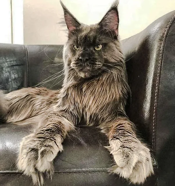 Your Maine Coon Guide