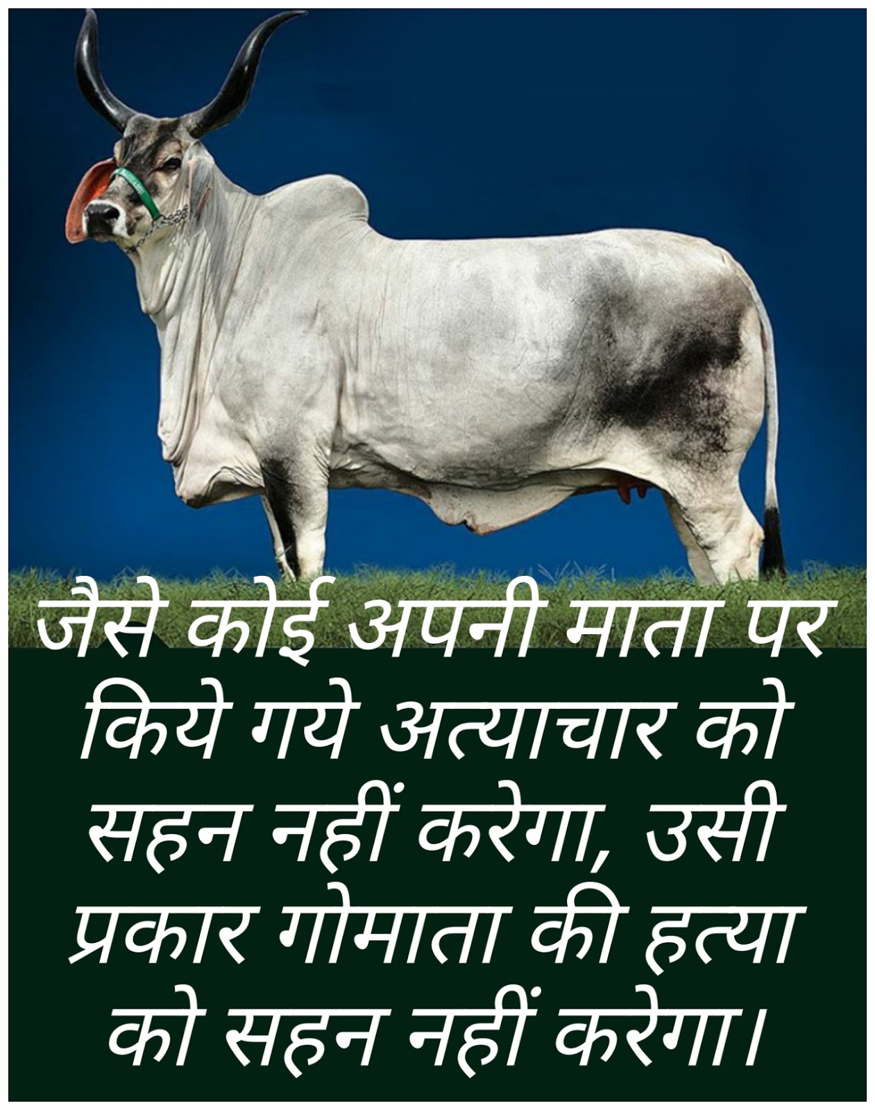 गौमाता ही भारत माँ की पहचान है: गौ स्लोगन (गौ माता स्टेटस)