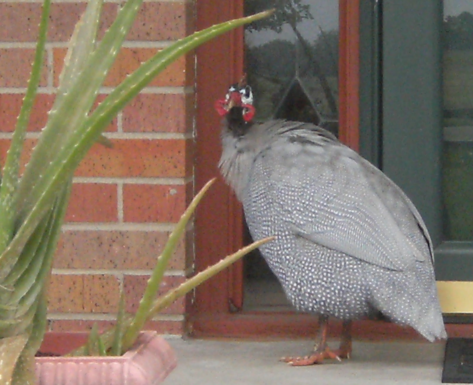 See the Beauty in the Ordinary: June 2011