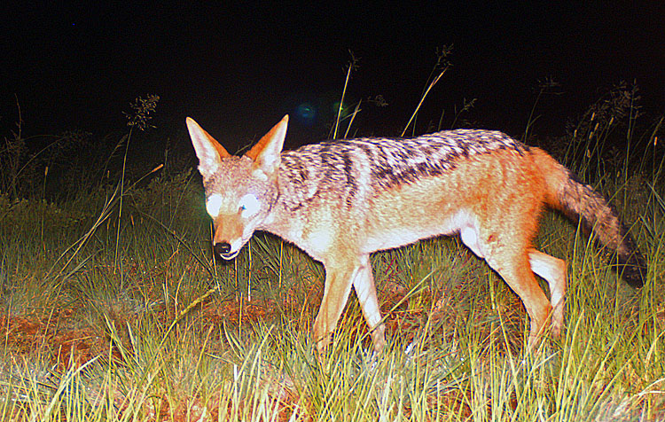 Remote Camera Trap - South Africa: Jackal At Suikerbosrand