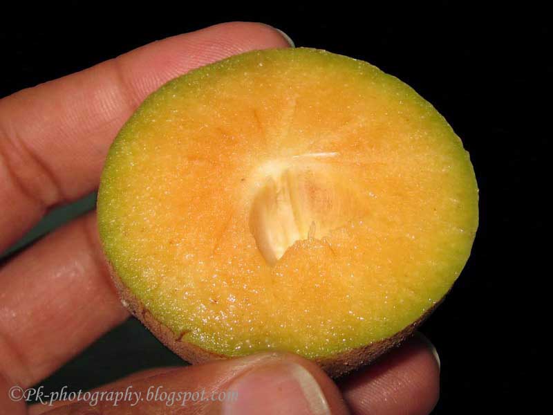 Chikoo Fruit | Nature, Cultural, and Travel Photography Blog