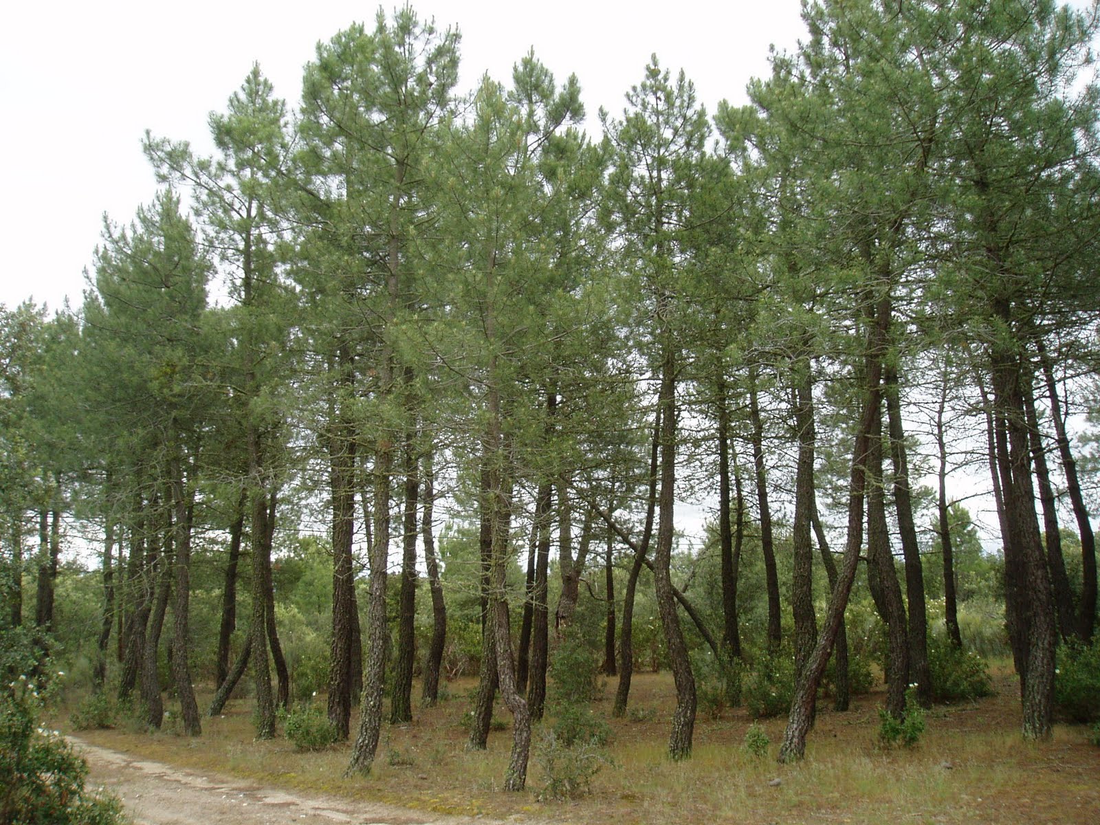 PINO RESINERO: Pinus pinaster | Plantas rioMoros
