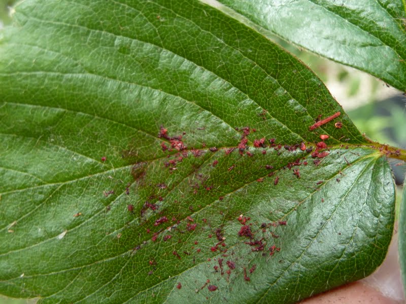 Gidget's Garden: Vegetable garden maintenance