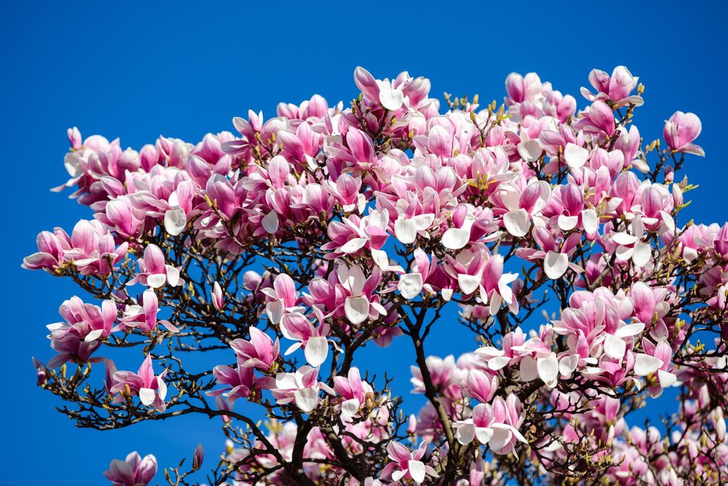 Veličanstvena magnolija | Journal de Luxe - #MItoTako