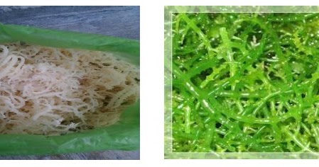 Rumput Laut (Algae) | Gudang Ilmu Pengetahuan