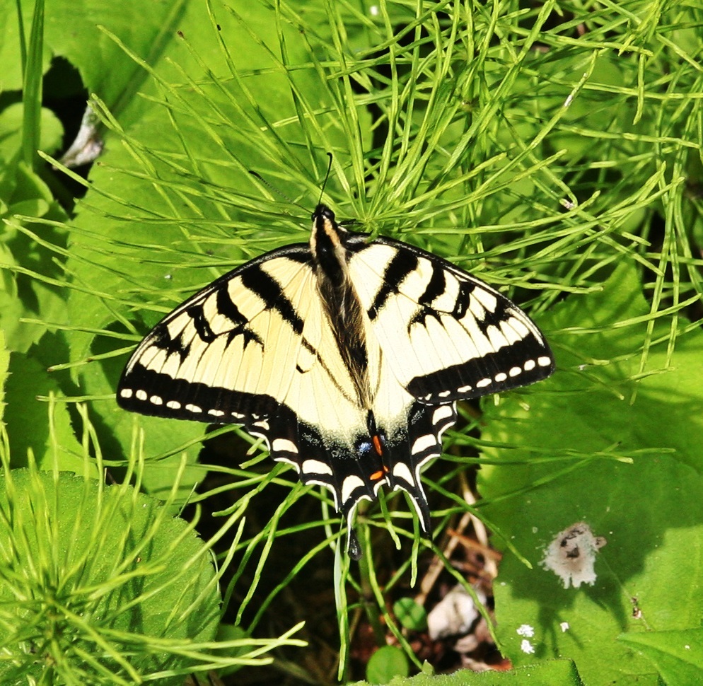 MICHIGAN BUTTERFLIES AND SKIPPERS: June 2013