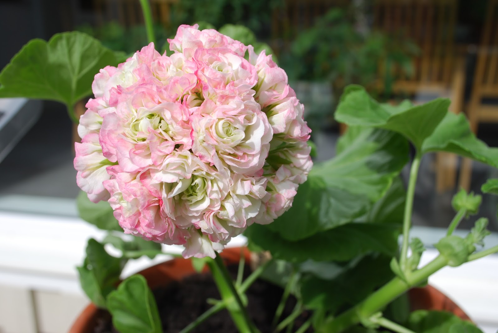 Merjas Trädgård: Pelargoner med hål