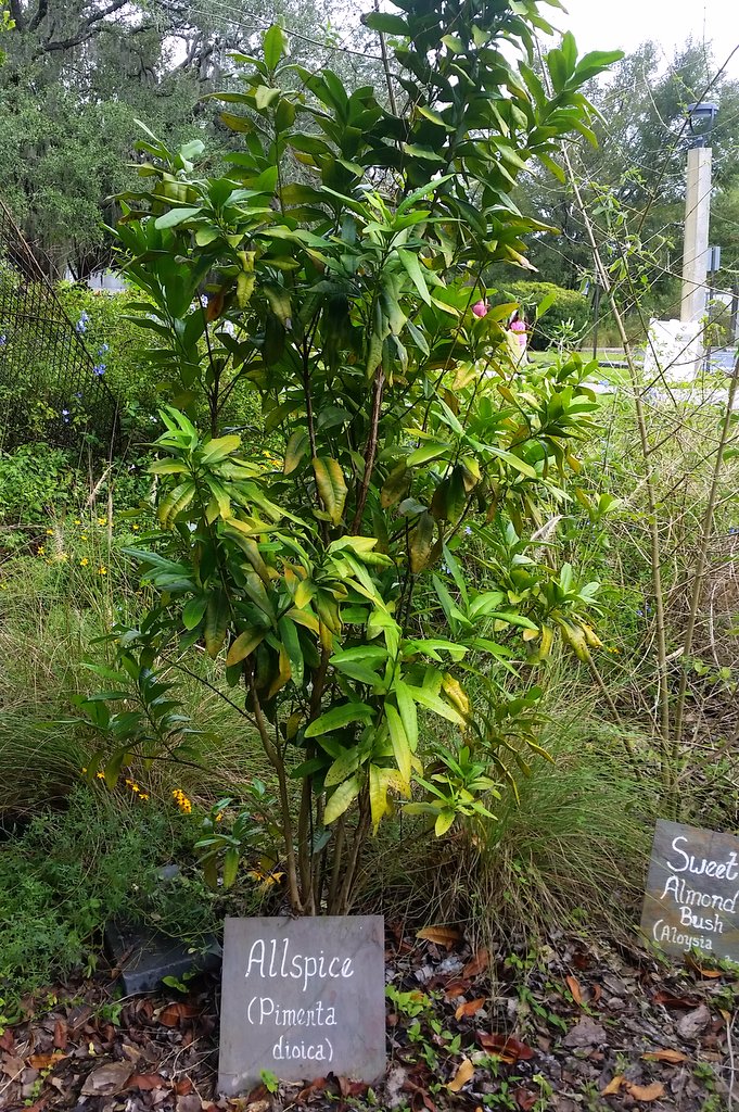 Allspice Tree