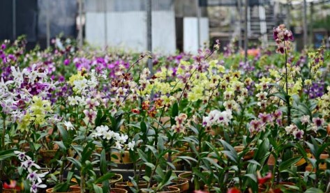 Jenis-Jenis Anggrek Dan Cara Perawatannya - Milano Ruus