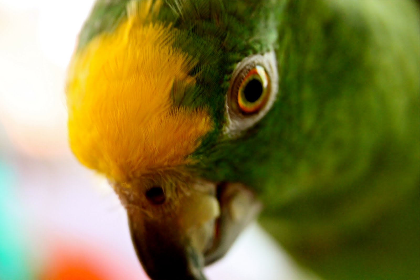 My Birds: Lucas, My "neurotic"/ "throw away" bird
