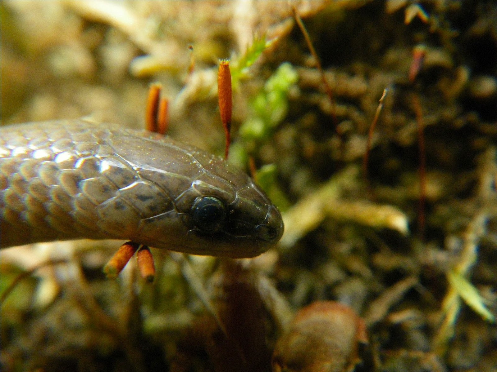 Moss Plants and More: Spore Dispersal by Snakes