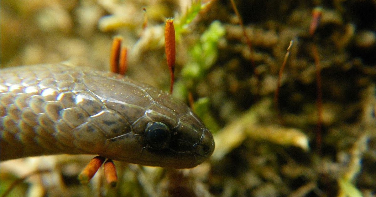 Moss Plants and More: Spore Dispersal by Snakes