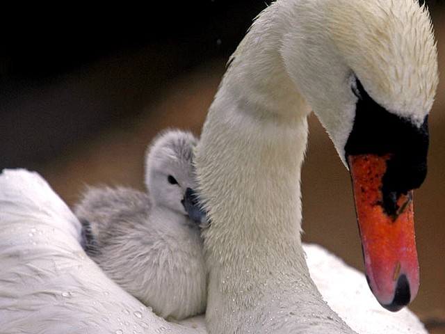 pravalia cu nimicuri: Costache Ioanid... Puiul de lebada