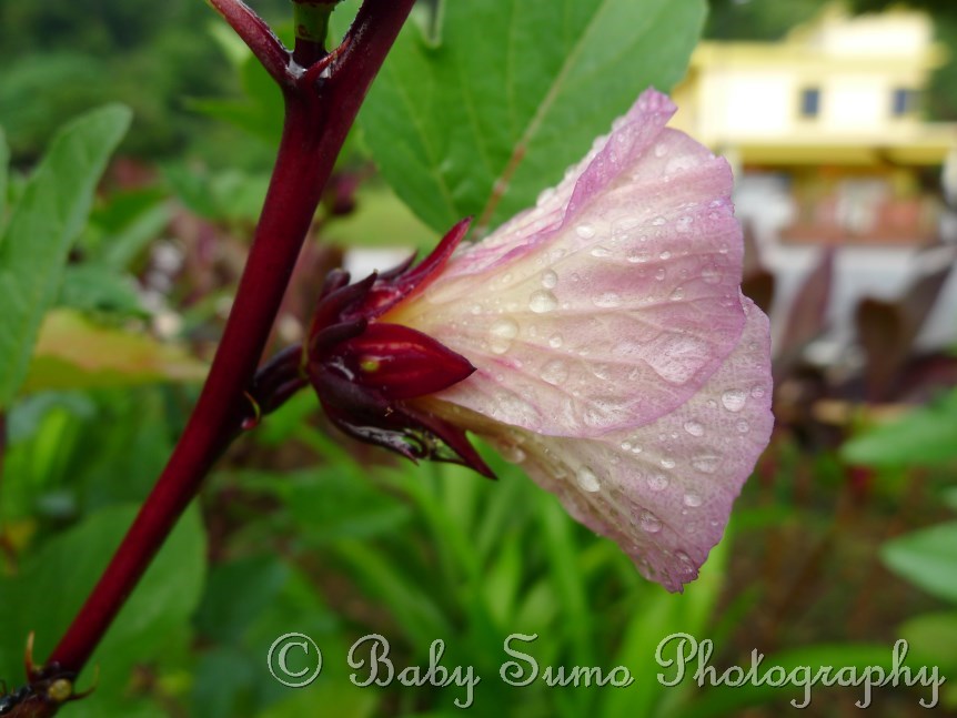 Baby Sumo Photography: Roselle flower with raindrops - KL, Malaysia
