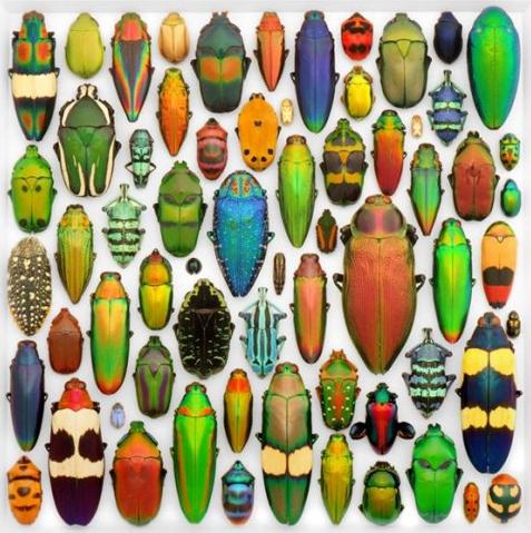 Style Key West: Beautiful Bugs