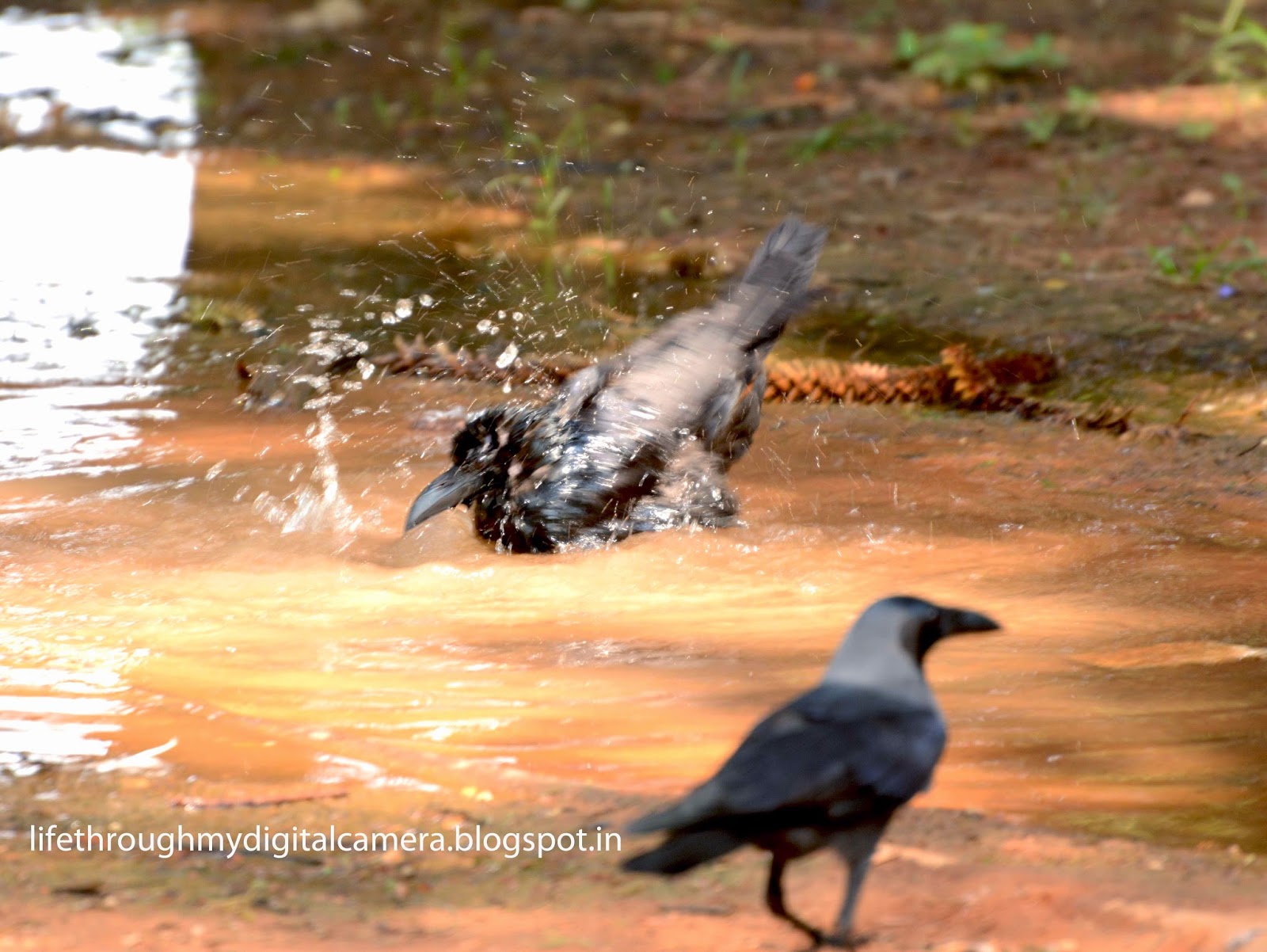 Life Through My Digital Camera : Bathing Ravens Through My Digital Camera
