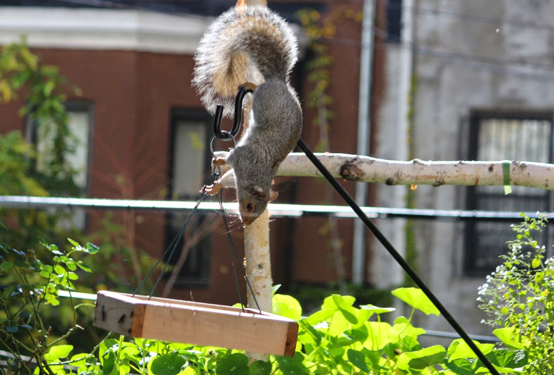 66 Square Feet (Plus): Good squirrel, bad squirrel