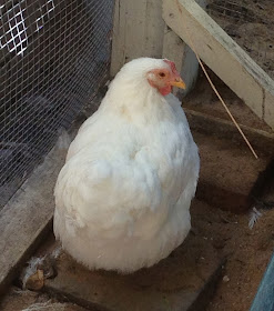 Suburbhen - A Hen in the City: ILT in Chickens - Update
