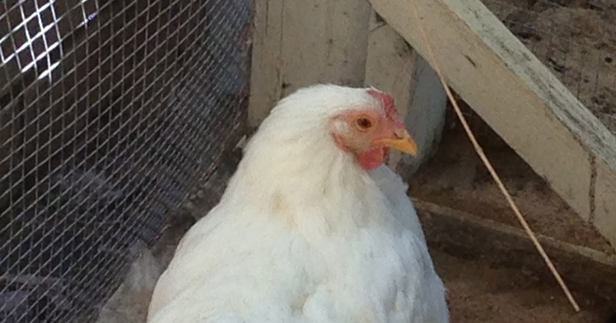Suburbhen - A Hen in the City: ILT in Chickens - Update