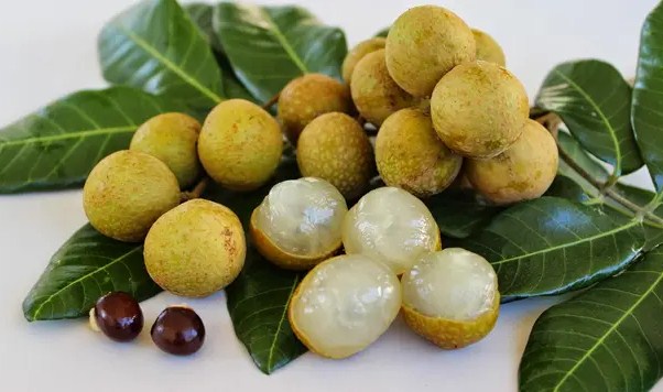 Manfaat Buah, Biji, Bunga, dan Daun Kelengkeng - Nur Fadhilah Syahrawi