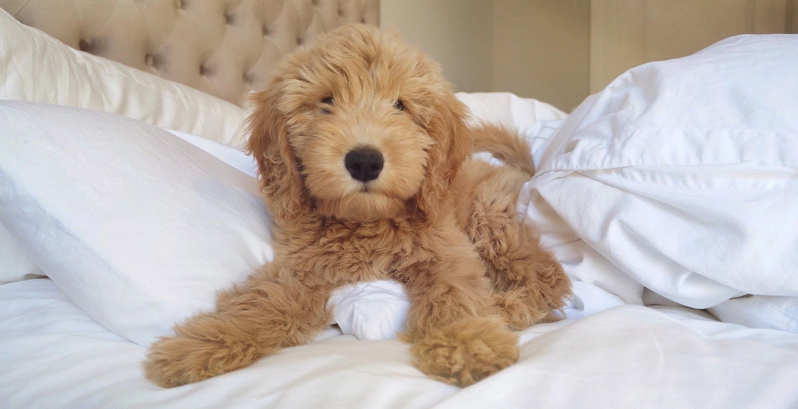The Secret to Goldendoodle Training